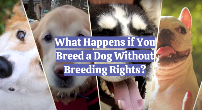 What Happens if You Breed a Dog Without Breeding Rights? - DogAdvices