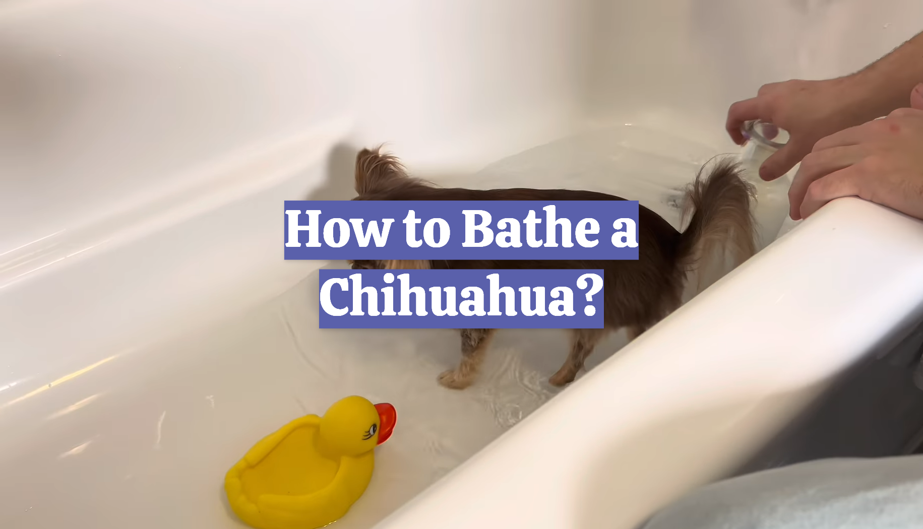 How Often Should You Bathe Your Chihuahua